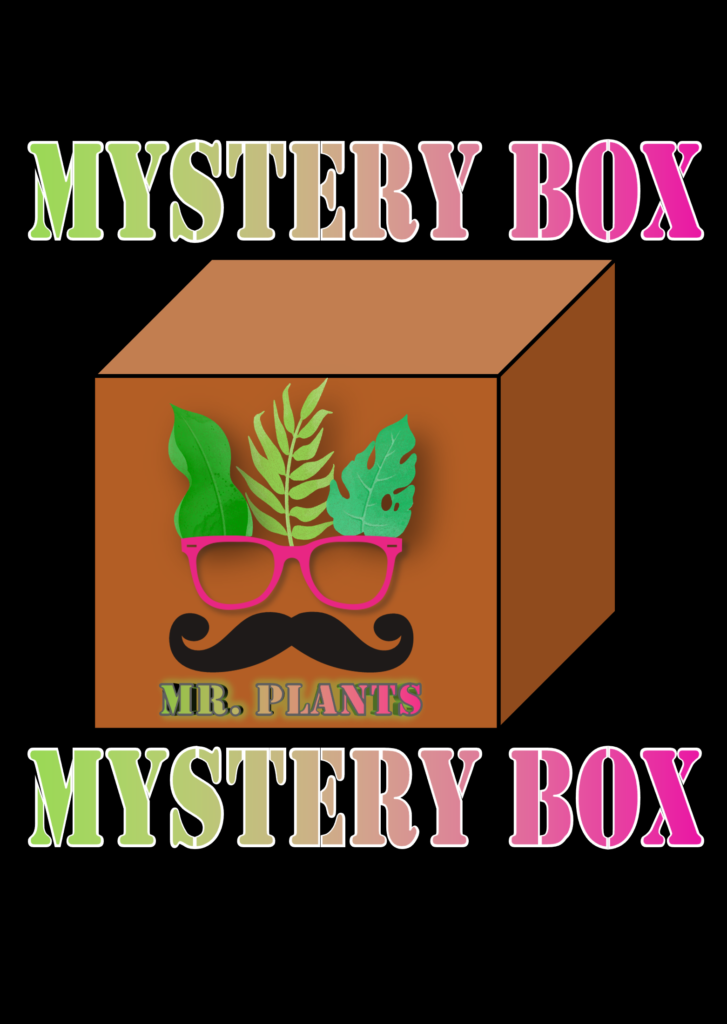 Mr Plants - Mystery Box