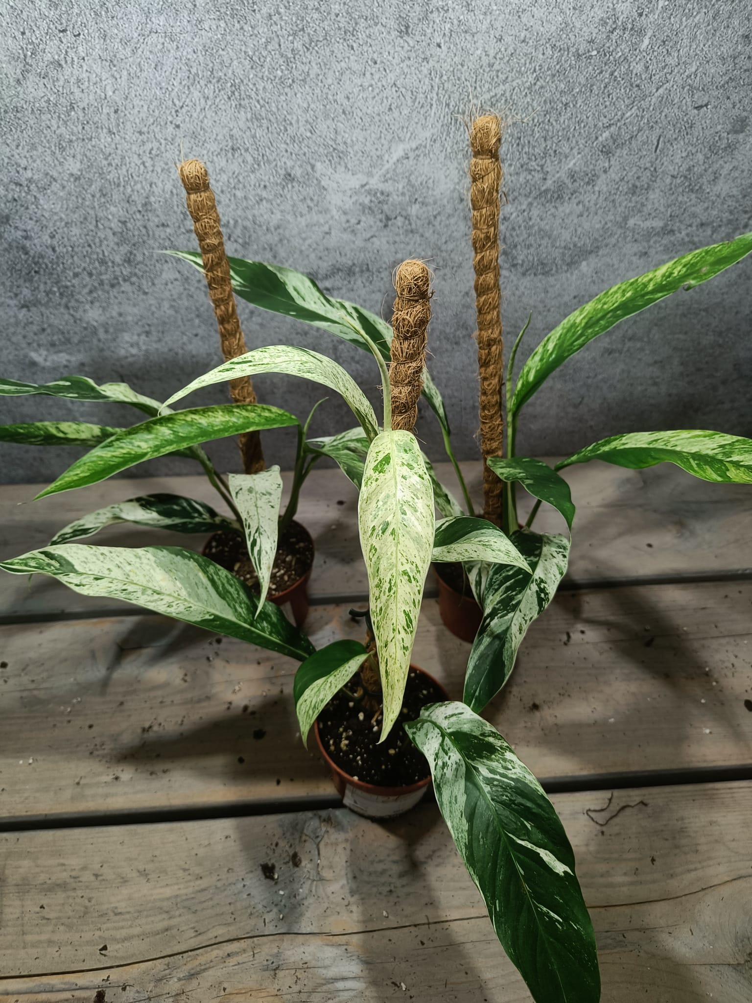 Mr. Plants - Rhaphidophora Puberula Variegata
