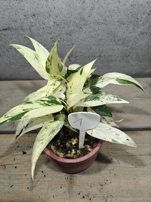 Mr. Plants - Cebu Blue Marble Variegata