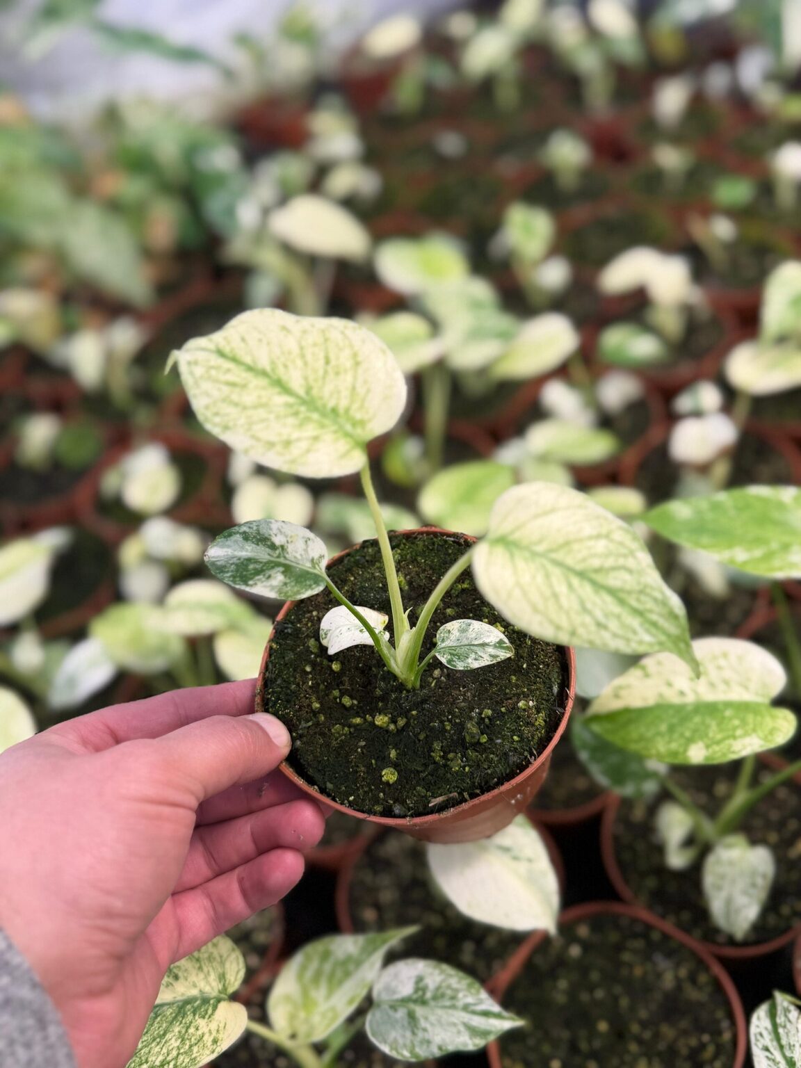 Mr. Plants - Exotische Zimmerpflanzen & Zubehör